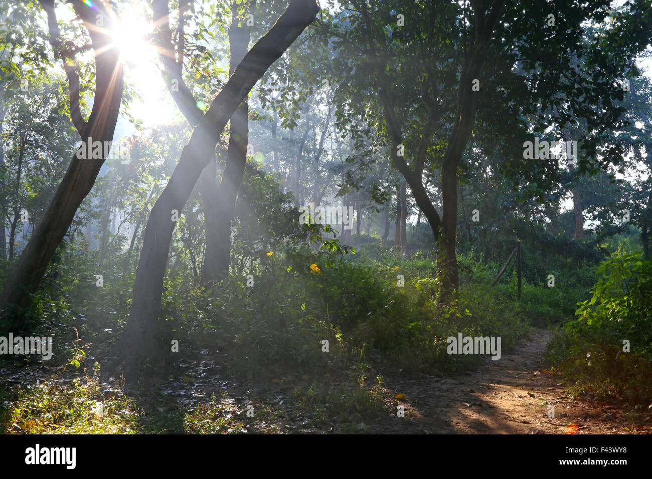 Forest with the sun behind Stock Photo - Alamy