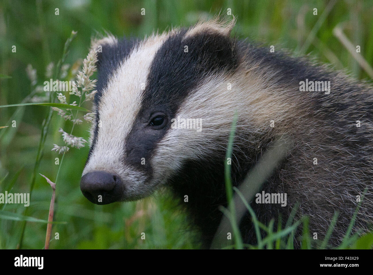 Badger (Meles meles) cub amongst long grass, Dorset, England, UK, July ...