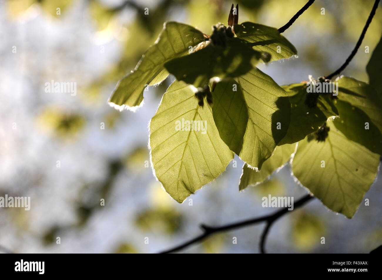 Buchen Rinde High Resolution Stock Photography and Images - Alamy