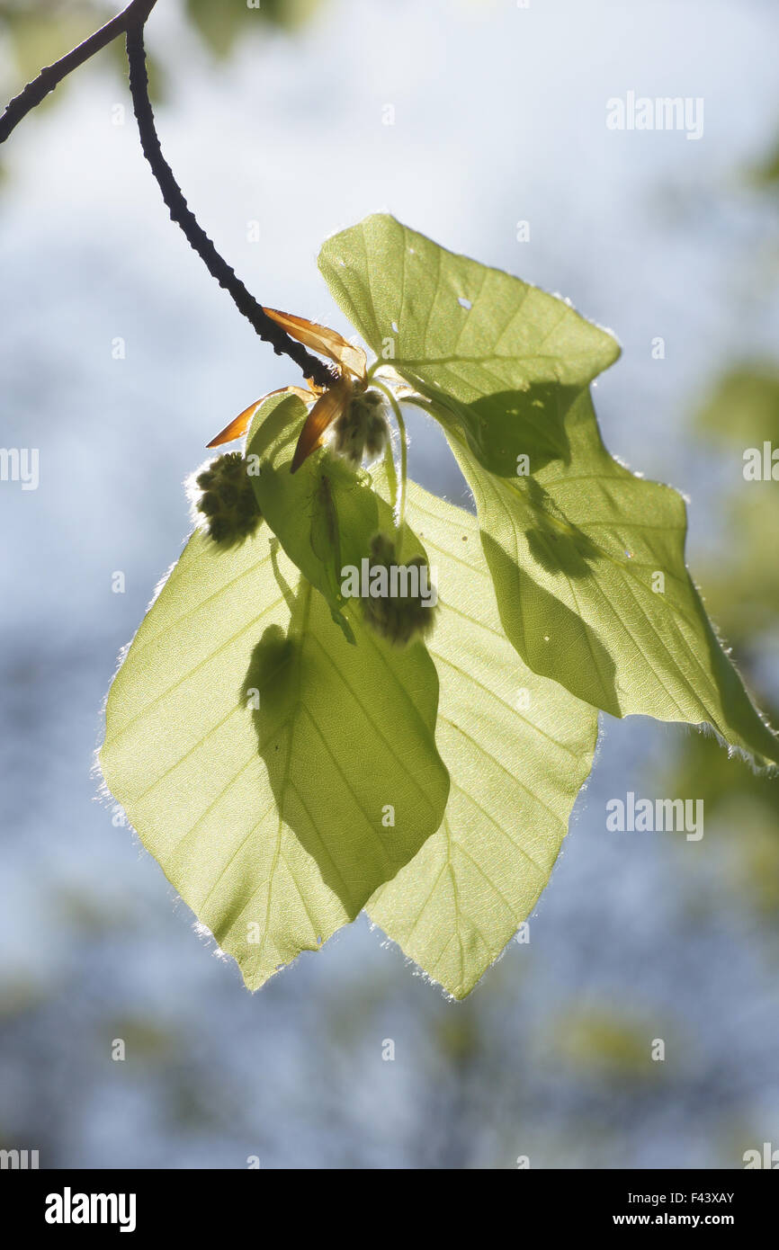 Buchen Rinde High Resolution Stock Photography and Images - Alamy