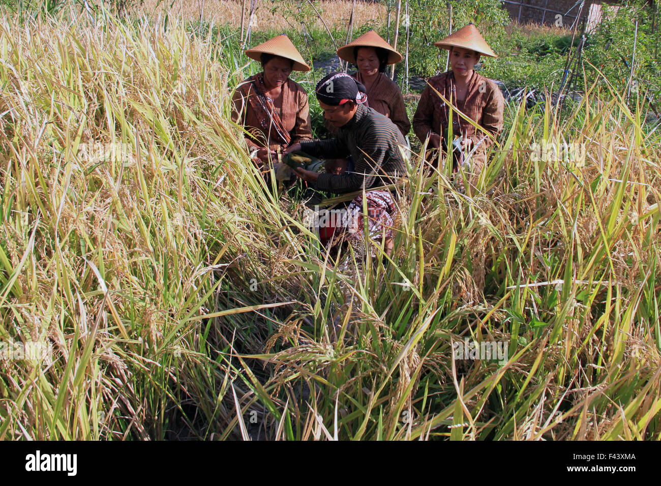 A village leader in Pakem, Sleman, Yogyakarta, Indonesia is conducting ...