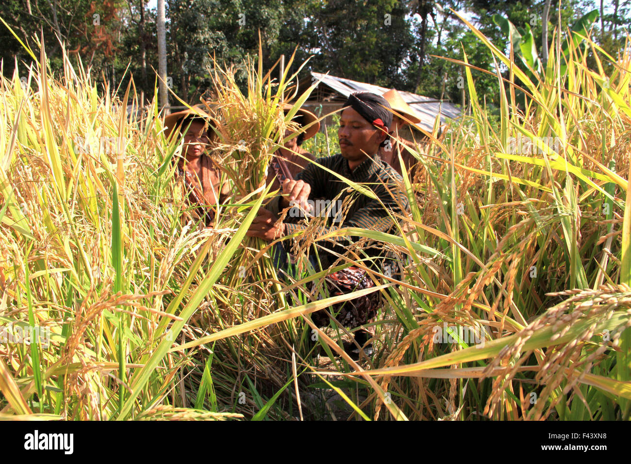 A village leader in Pakem, Sleman, Yogyakarta, Indonesia is conducting ...