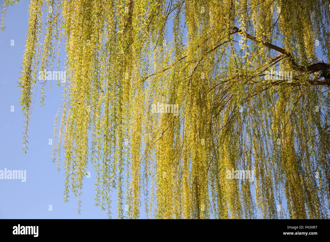 Weeping willlow hi-res stock photography and images - Alamy