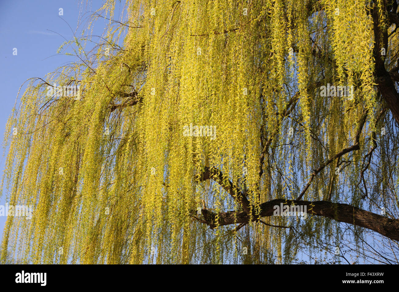 Weeping willlow hi-res stock photography and images - Alamy