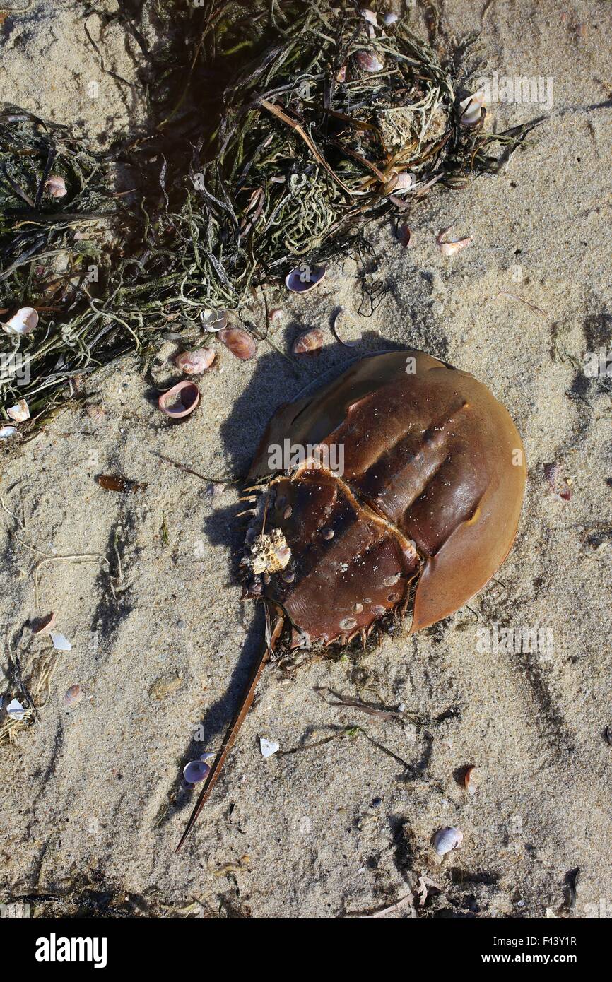 Cape cod crab hi-res stock photography and images - Alamy