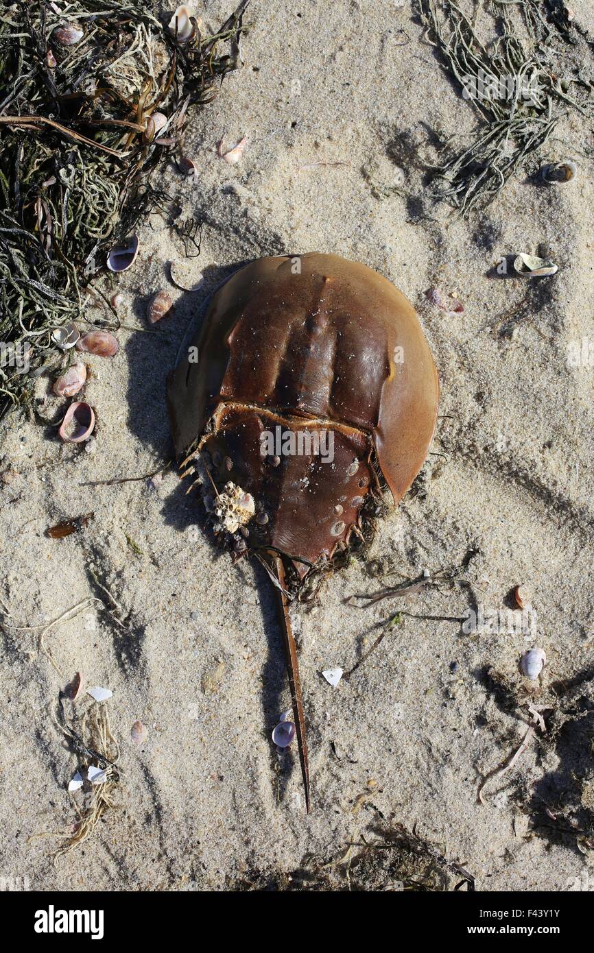 A horseshoe crab shell on a beach in Cape Cod, USA Stock Photo - Alamy