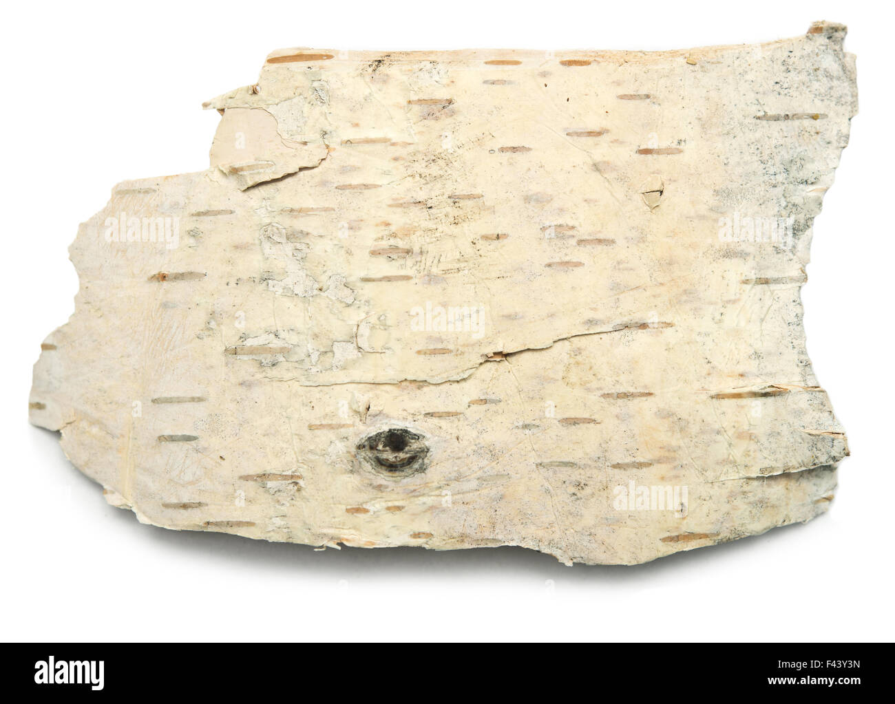 Wild birch tree forest Cut Out Stock Images & Pictures - Alamy