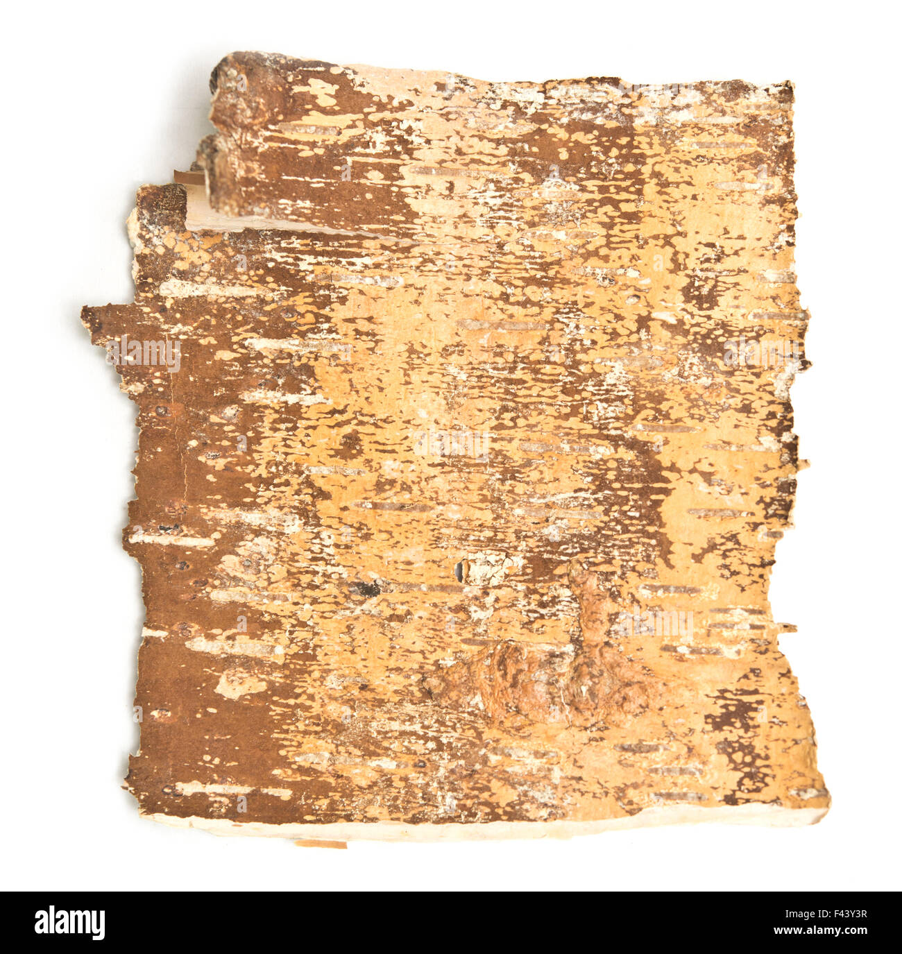 Inner bark hi-res stock photography and images - Alamy