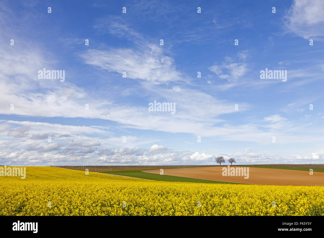 Landscape with walnut trees Stock Photo - Alamy