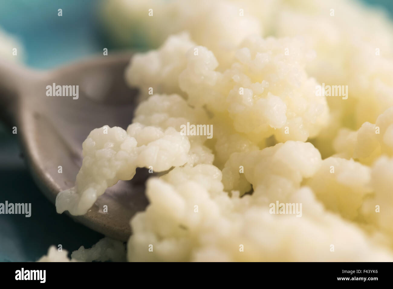 Organic probiotic milk kefir grains Stock Photo - Alamy