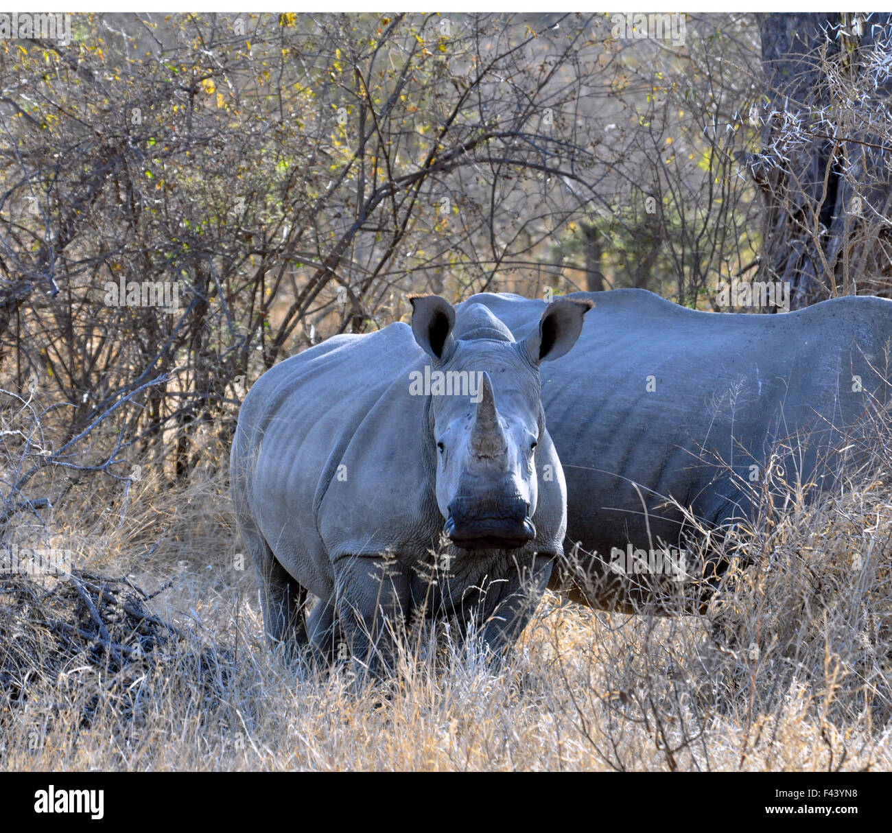 White rhino front view hi-res stock photography and images - Alamy