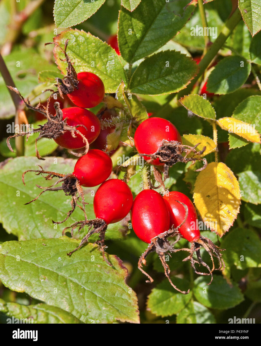 What Are Wild Rose Hips at Walter Hyatt blog