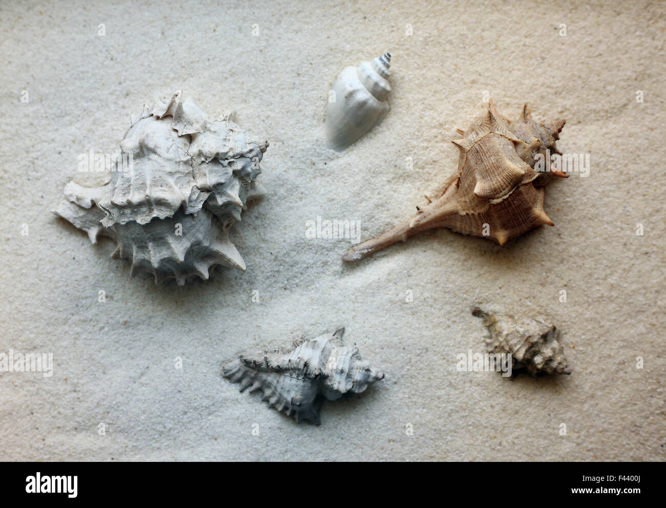 Polished shells hi-res stock photography and images - Alamy
