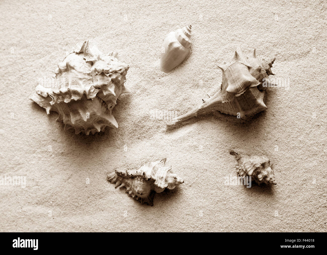 Polished shells hi-res stock photography and images - Alamy