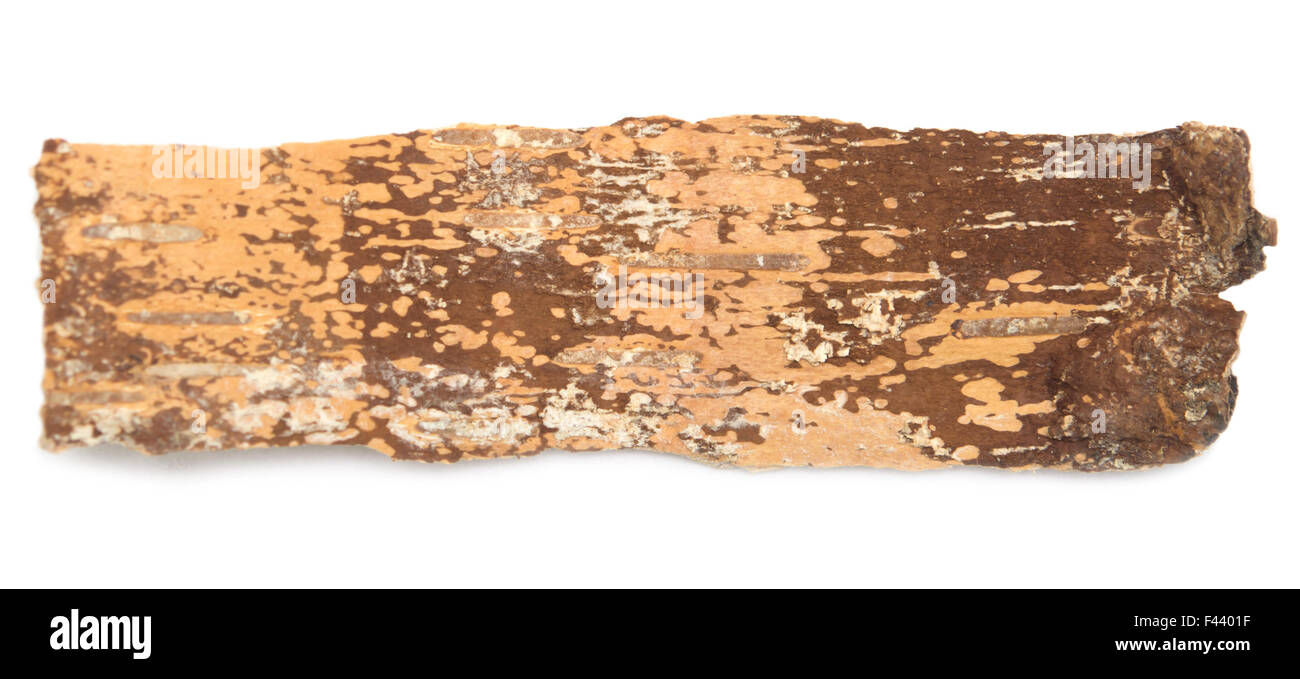 Vintage forest wallpaper Cut Out Stock Images & Pictures - Alamy