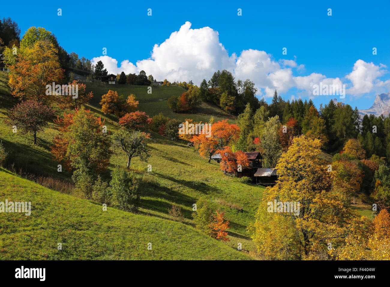 Alps trees hi-res stock photography and images - Alamy