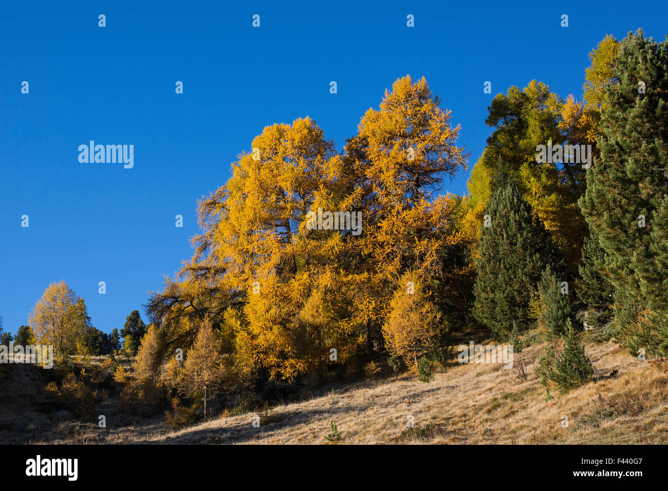 Autumn in the alps Stock Photo - Alamy