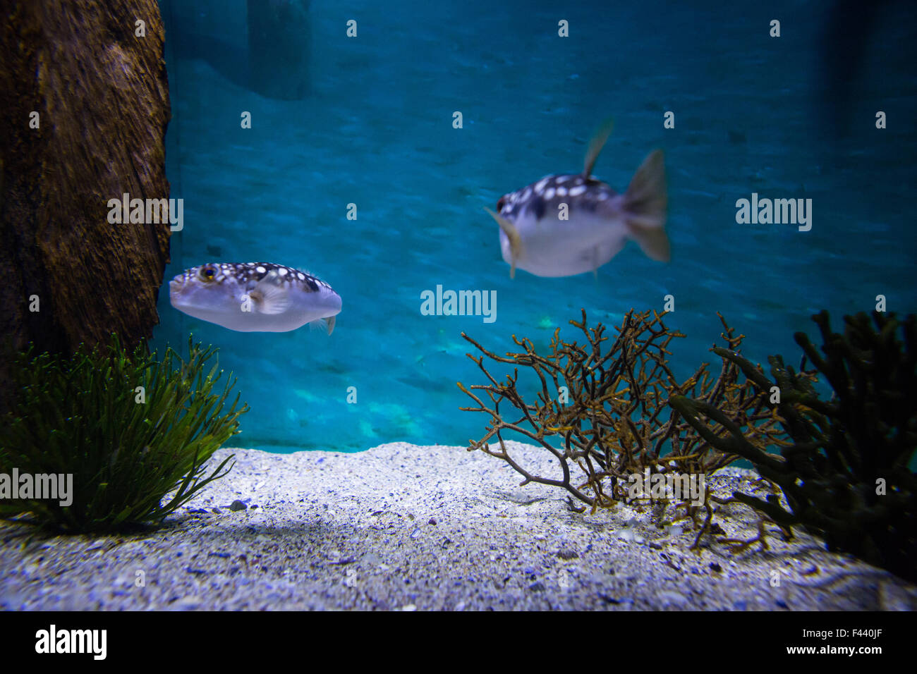 Two fish swimming in a tank Stock Photo - Alamy