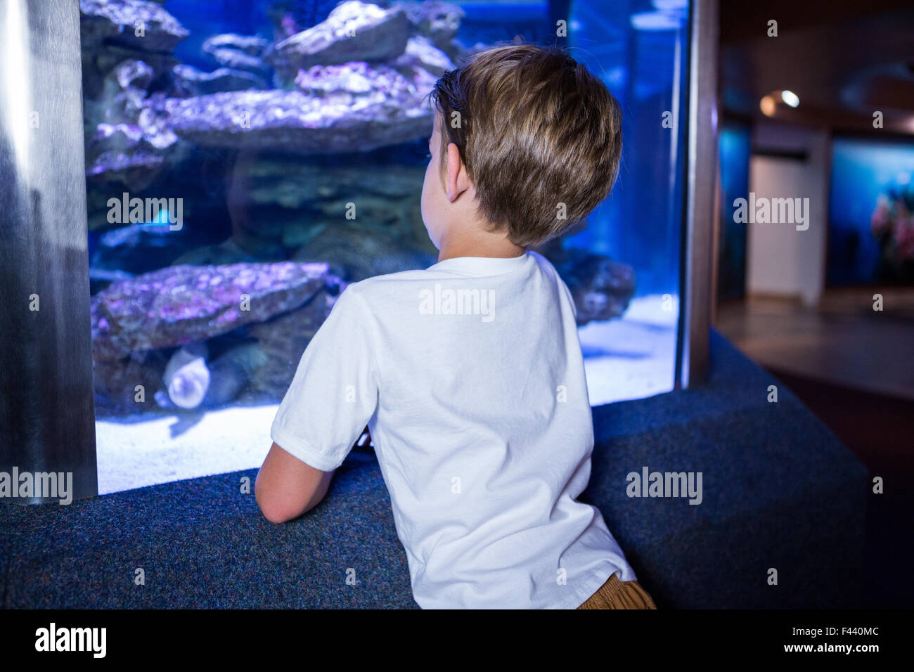 Young man looking at fish in a tank Stock Photo - Alamy