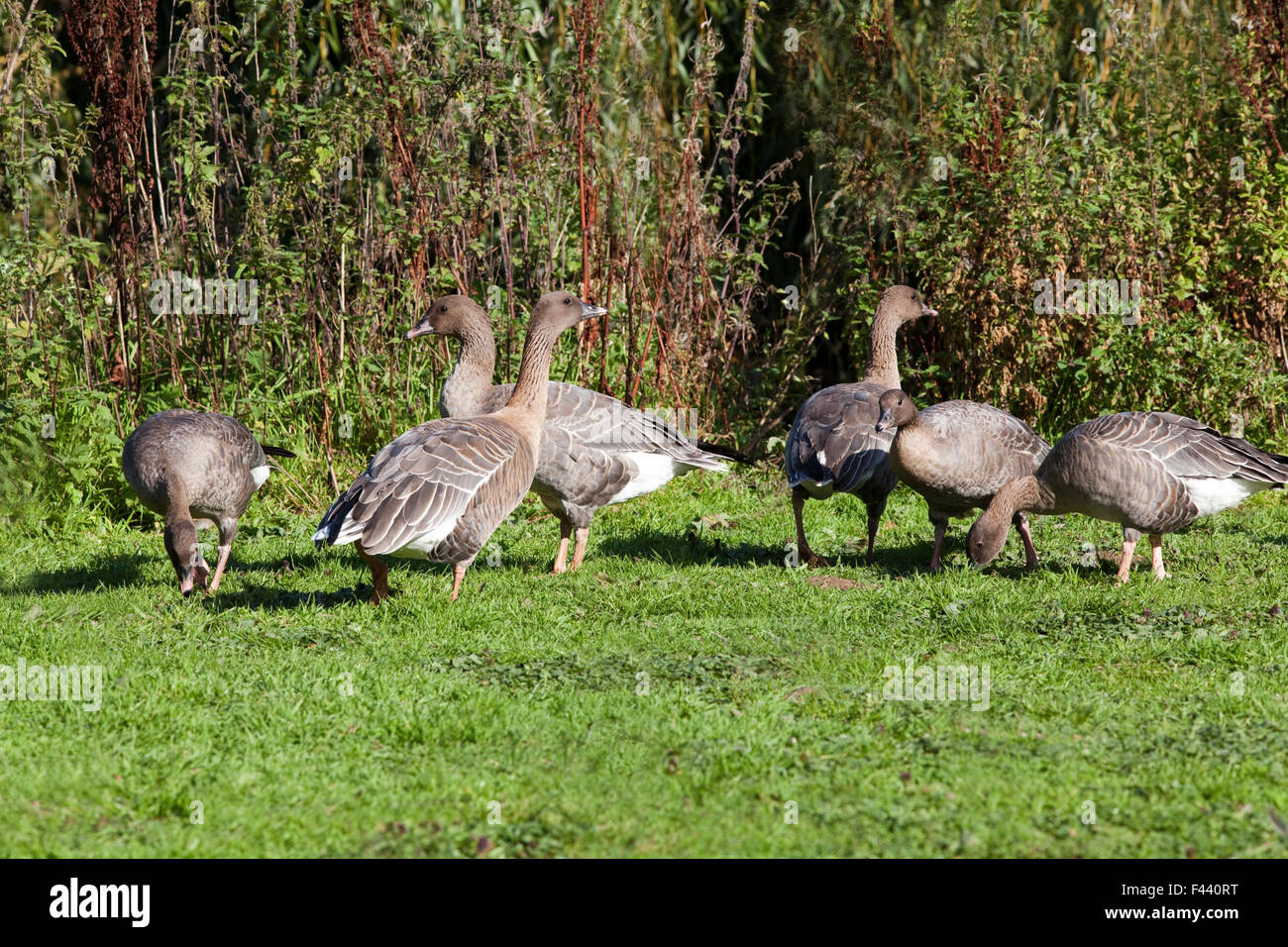 Pink-footed Geese (Anser brachyrhynchus). Second from left, front bird ...