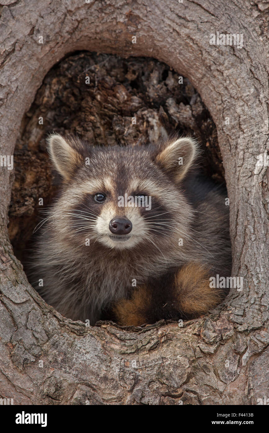Raccoon (Procyon lotor) in tree hole, New York, USA Stock Photo - Alamy