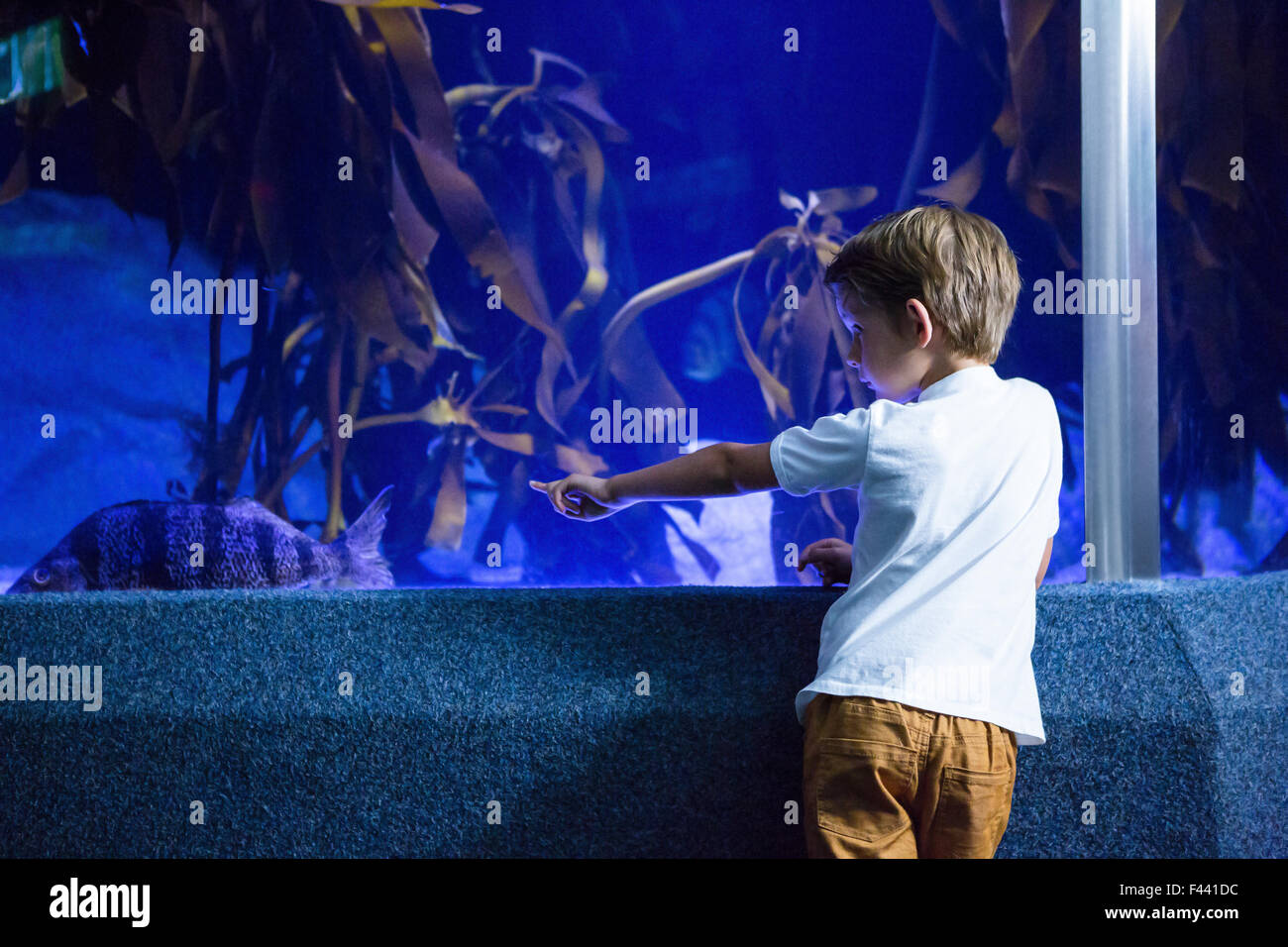 Hand in fish tank hi-res stock photography and images - Alamy
