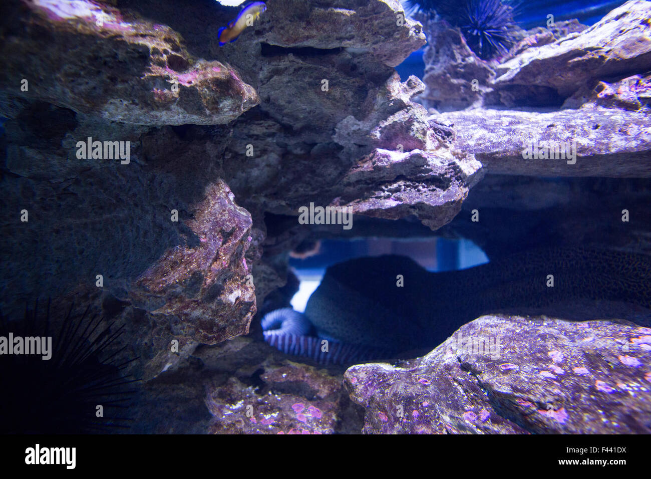 Sea snake tank hi-res stock photography and images - Alamy
