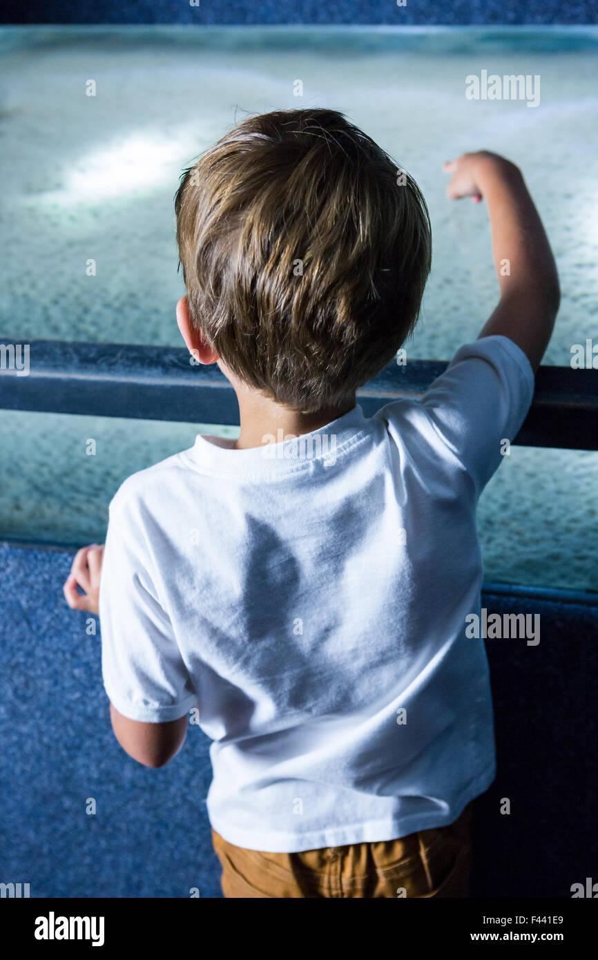 Young man focusing an animal in an aquarium Stock Photo - Alamy
