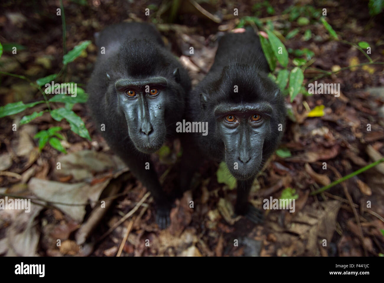 Celebes / Black crested macaque (Macaca nigra) two juveniles ...