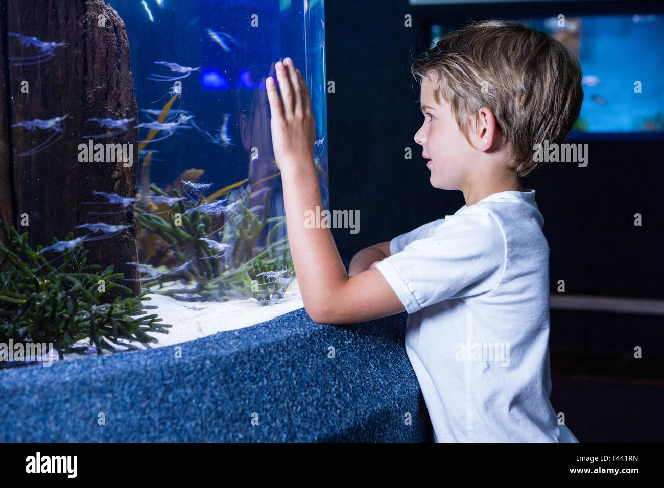 Happy young man looking at fish Stock Photo - Alamy