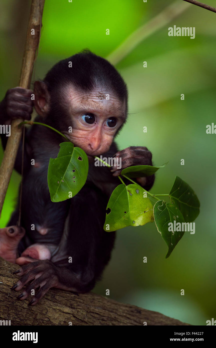 Celebes / Black crested macaque (Macaca nigra) male baby aged less than ...