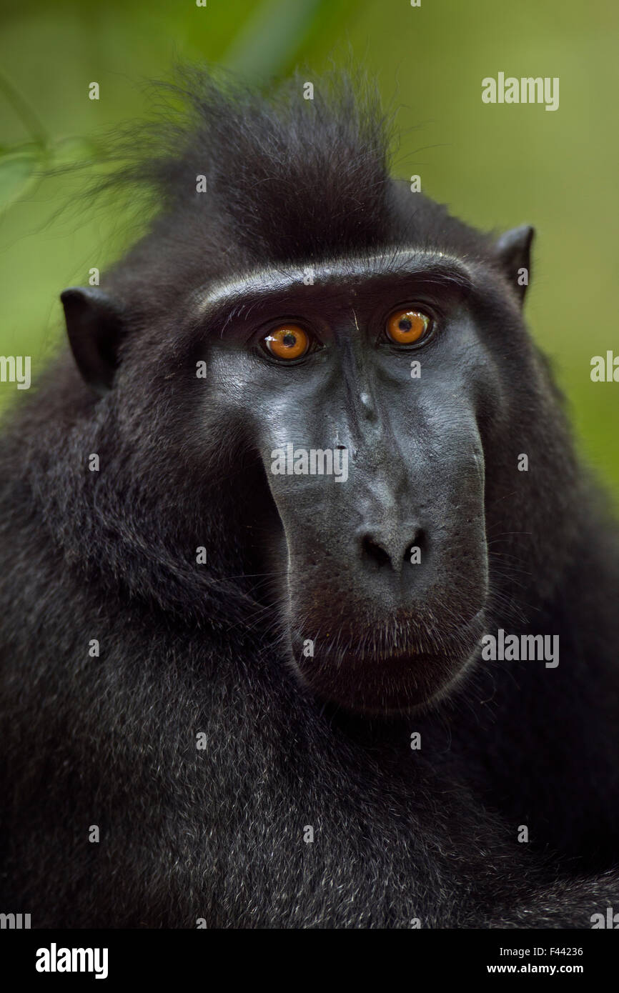 Celebes crested macaque smiling hi-res stock photography and images - Alamy
