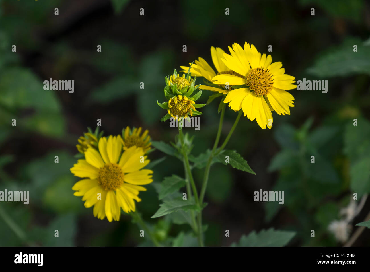 Crownbeard hi-res stock photography and images - Alamy