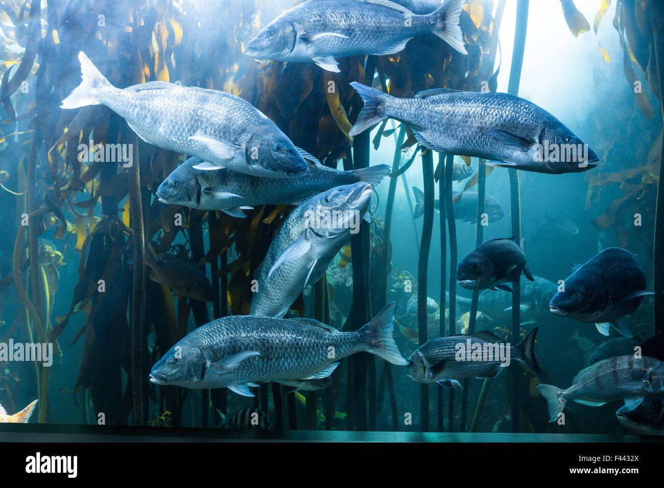 Big fish swimming in a tank Stock Photo - Alamy
