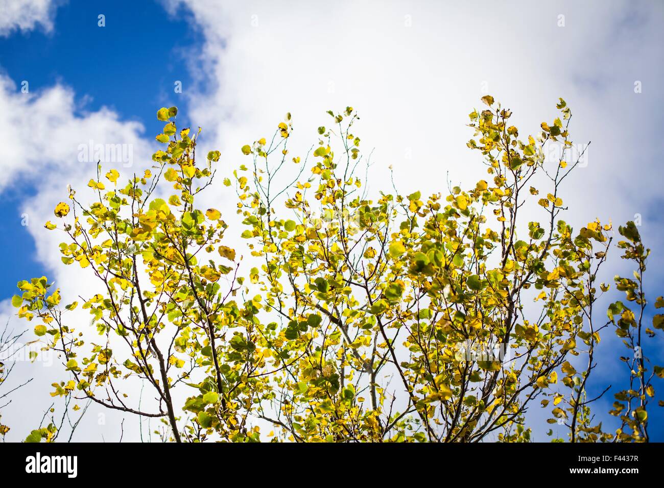 Young trees hi-res stock photography and images - Alamy