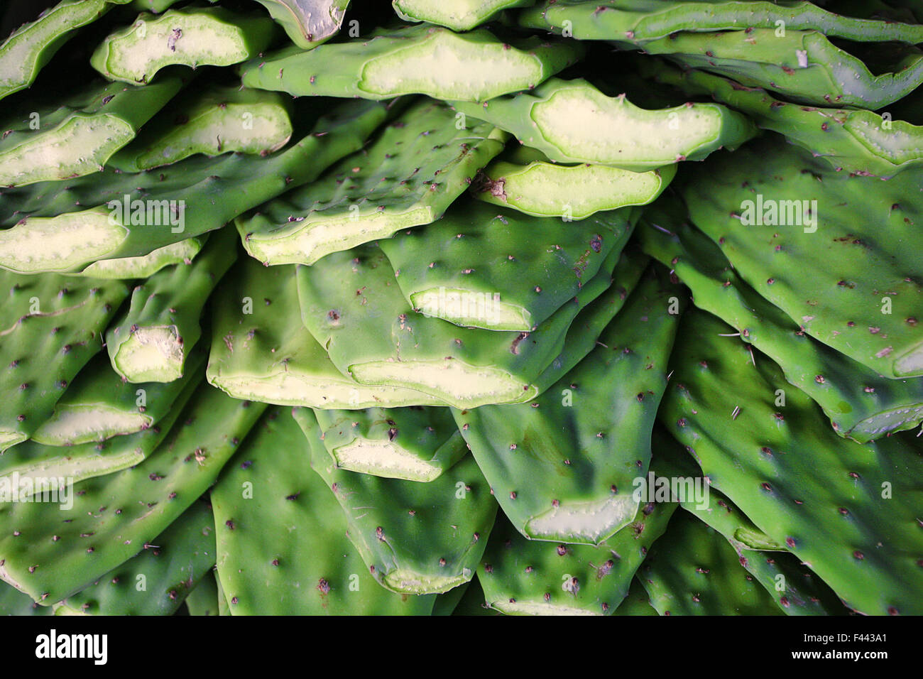Nopales hi-res stock photography and images - Alamy