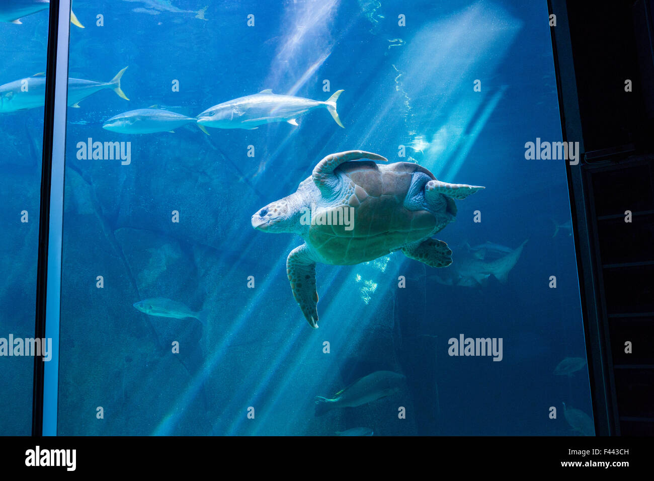 Sea turtle swimming with fish in tank Stock Photo - Alamy