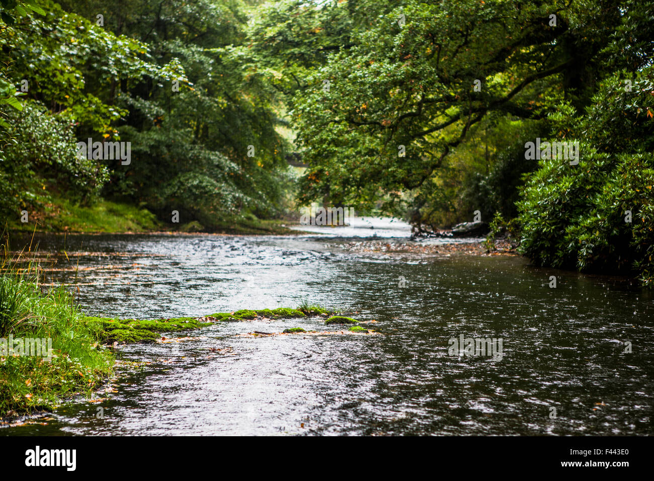 Rain drops falling hi-res stock photography and images - Alamy
