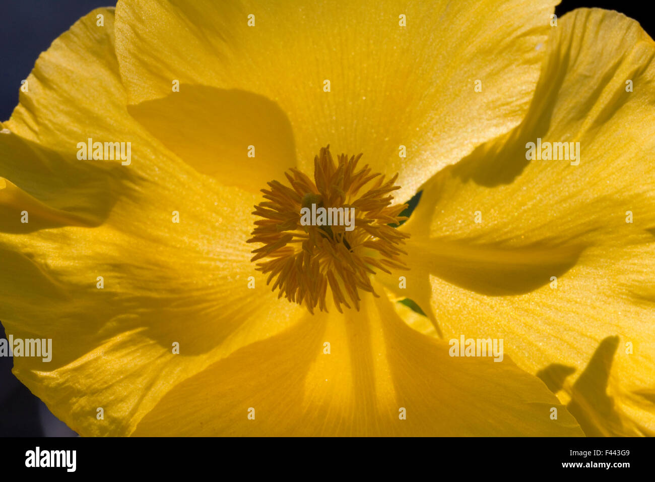 Wildflowers backlit portrait hi-res stock photography and images - Alamy