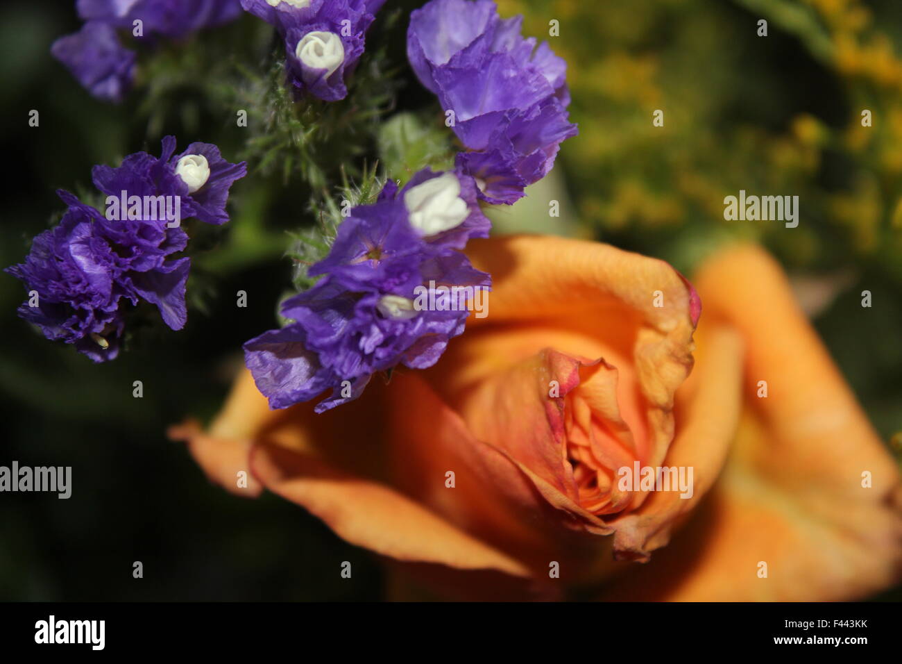 Blue flower with orange rose Stock Photo - Alamy