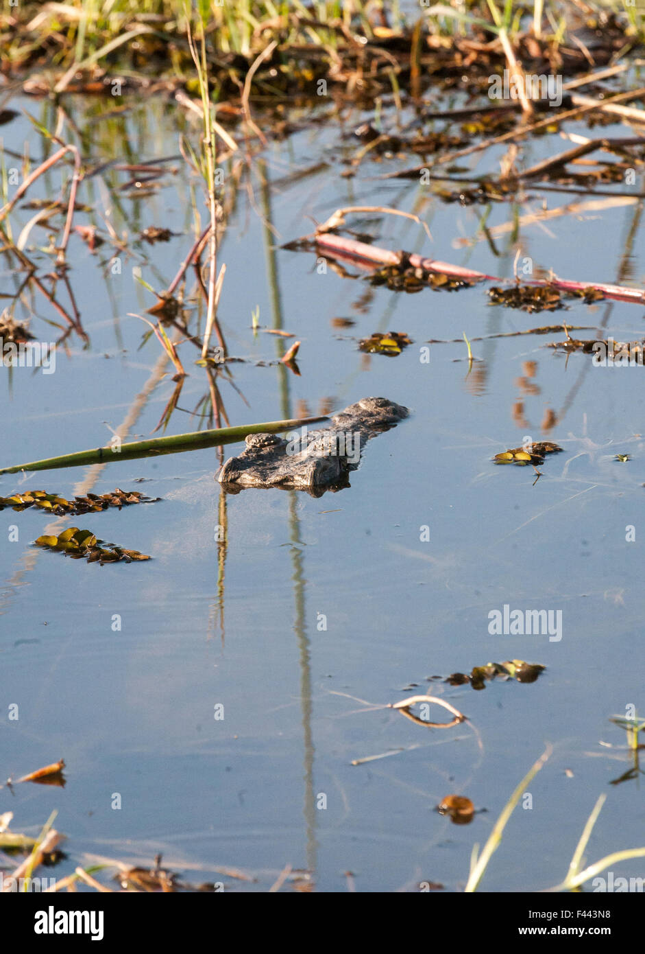 Scaley creature hi-res stock photography and images - Alamy