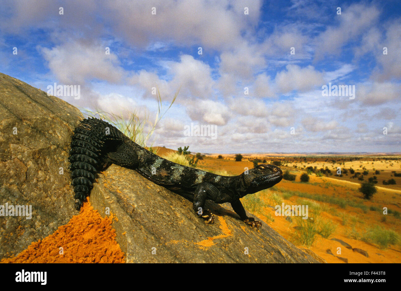 Mauritanian spiny-tailed Lizard (Uromastyx dispar flavifasciata ...