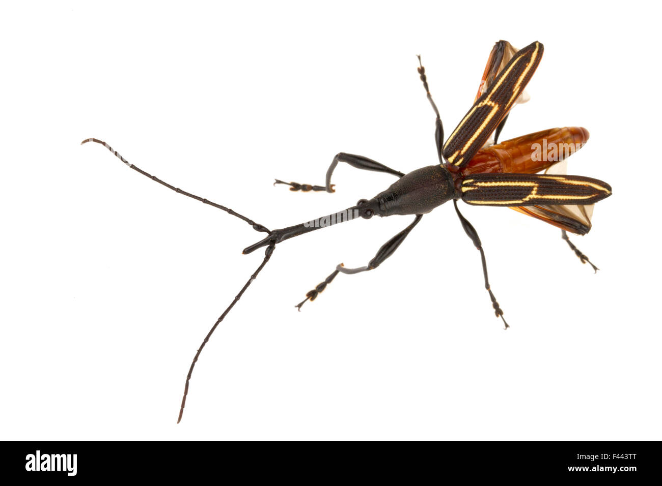 Straight-snouted weevil (Brentidae) Costa Rica. meetyourneighbours.net ...