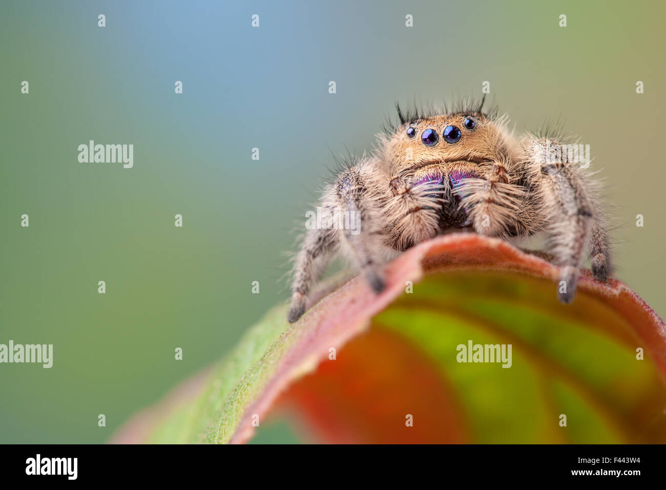 Regal Jumping Spider (Phidippus regius) female. Captive, endemic to ...