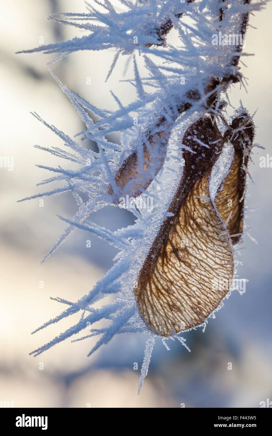 Sycamore seed pod hi-res stock photography and images - Alamy