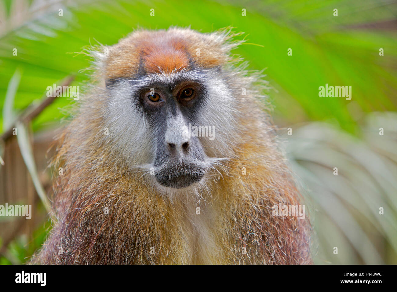 Patas Monkey / Wadi monkey / Hussar monkey (Erythrocebus patas ...