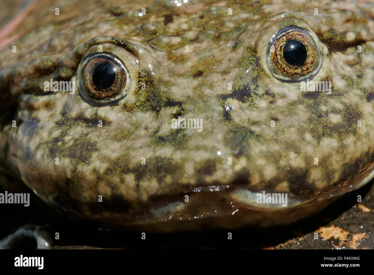 Saggy skinned frog (Telmatobius culeus) adult in Lake Titicaca, Andes ...