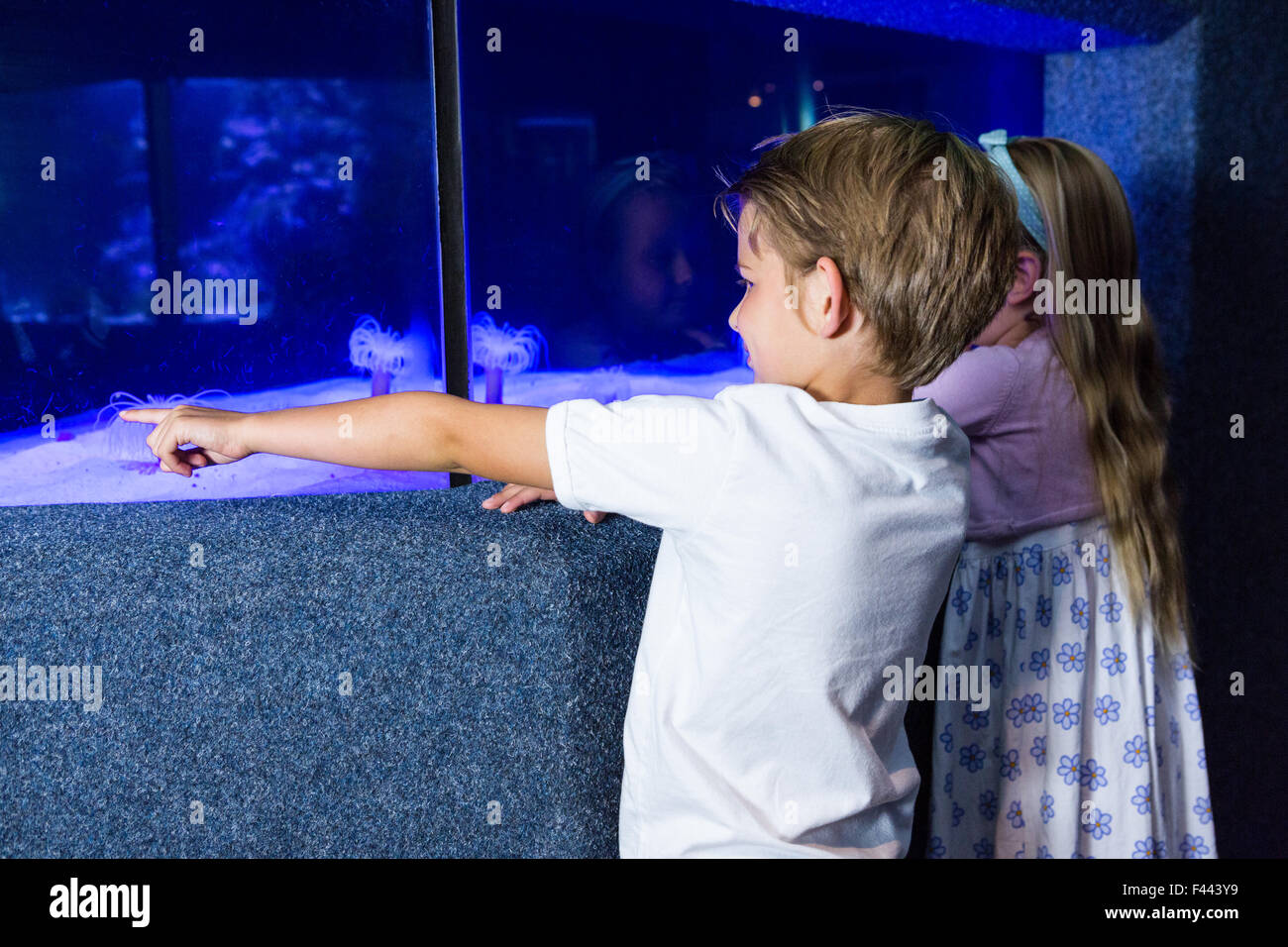 Young man pointing a sea anemone in tank Stock Photo - Alamy