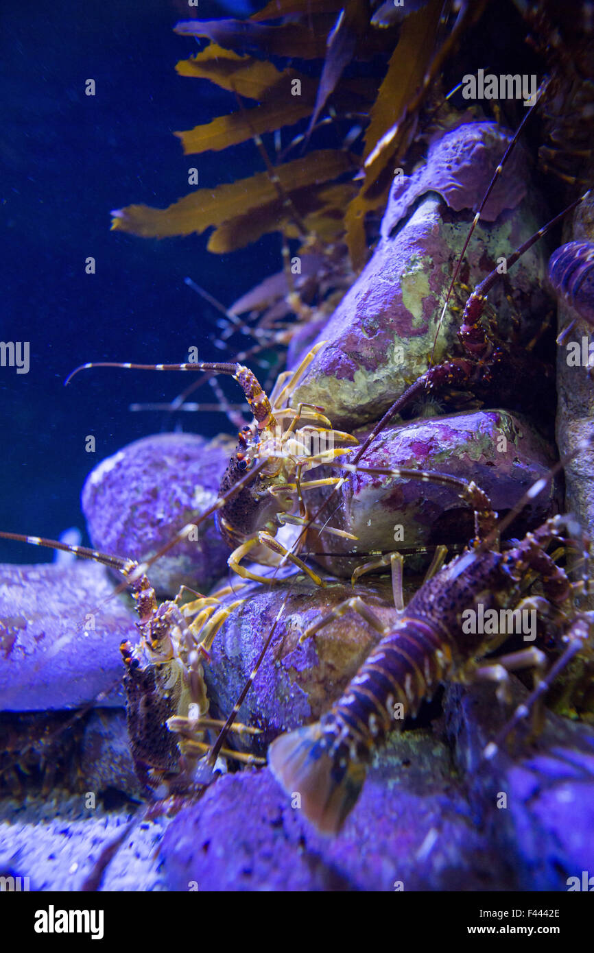 Climbing shrimp hi-res stock photography and images - Alamy