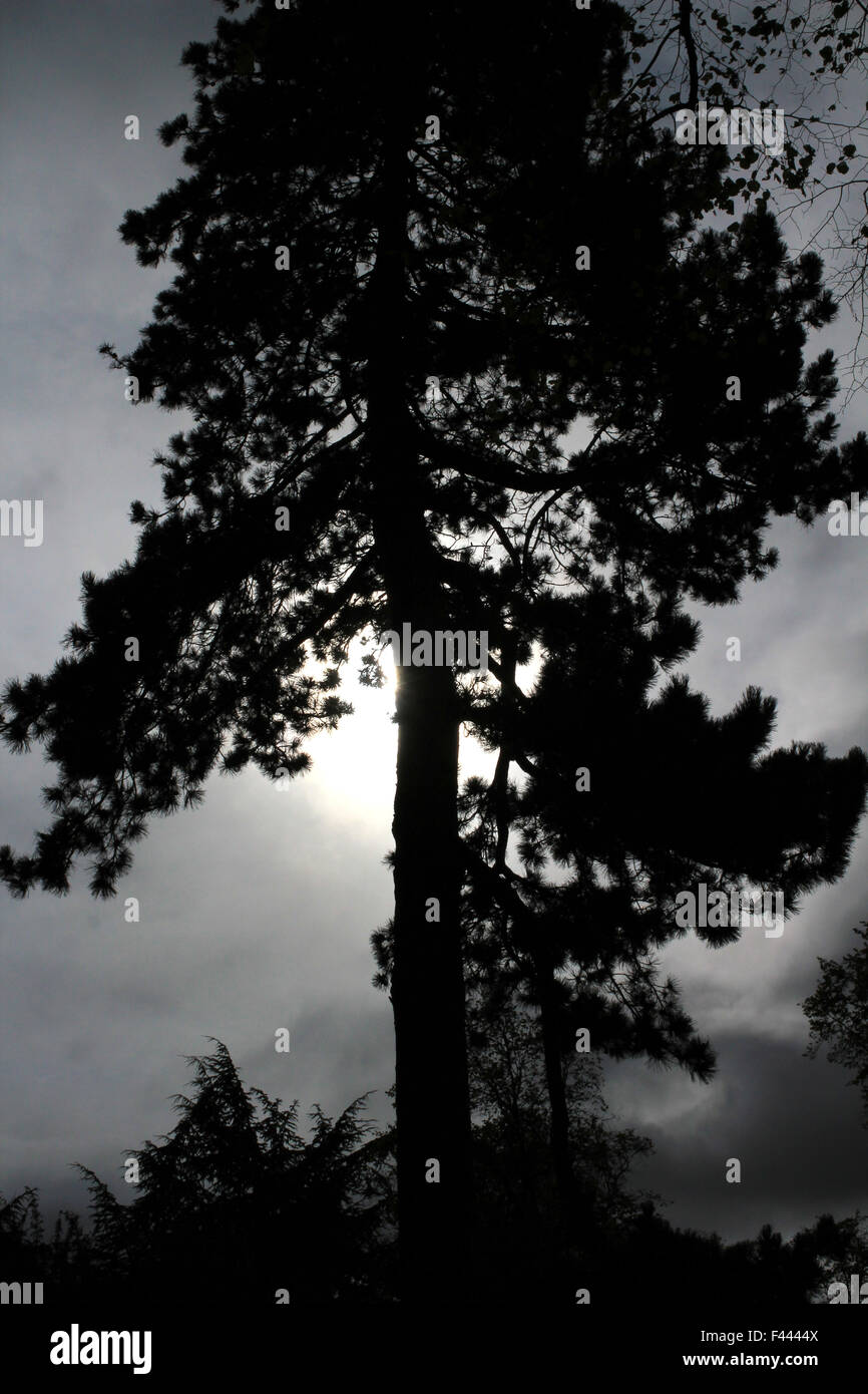 Solid black tree shape hi-res stock photography and images - Alamy